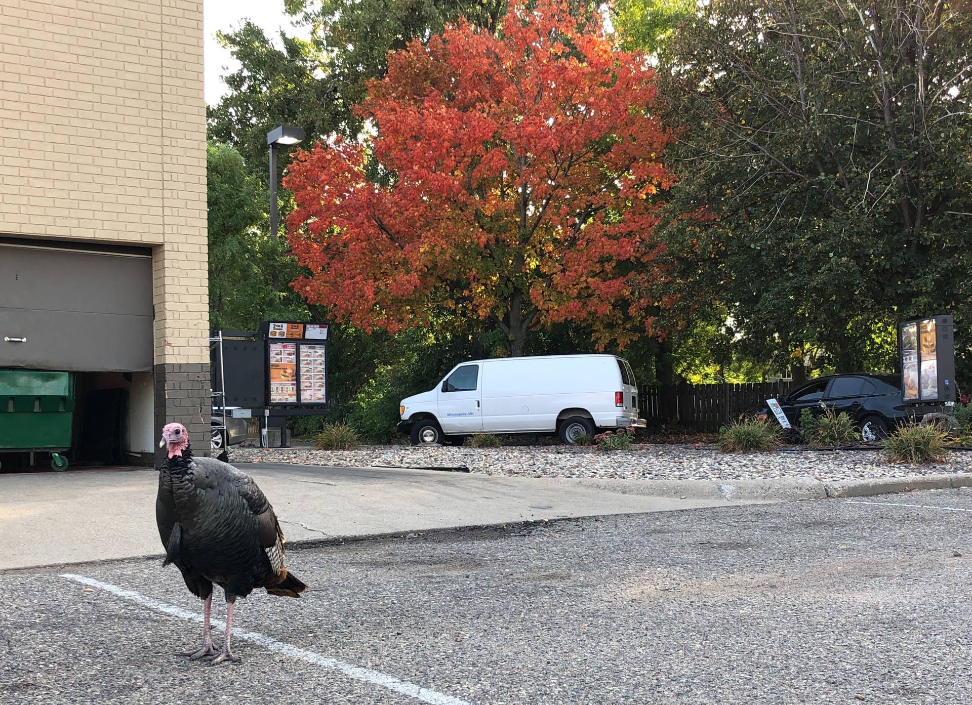 Minnesota DNR shoots Bloomington mainstay Penny the turkey - Bring Me ...