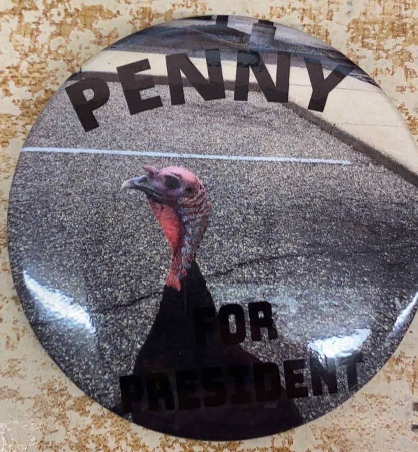 Minnesota DNR shoots Bloomington mainstay Penny the turkey - Bring Me ...