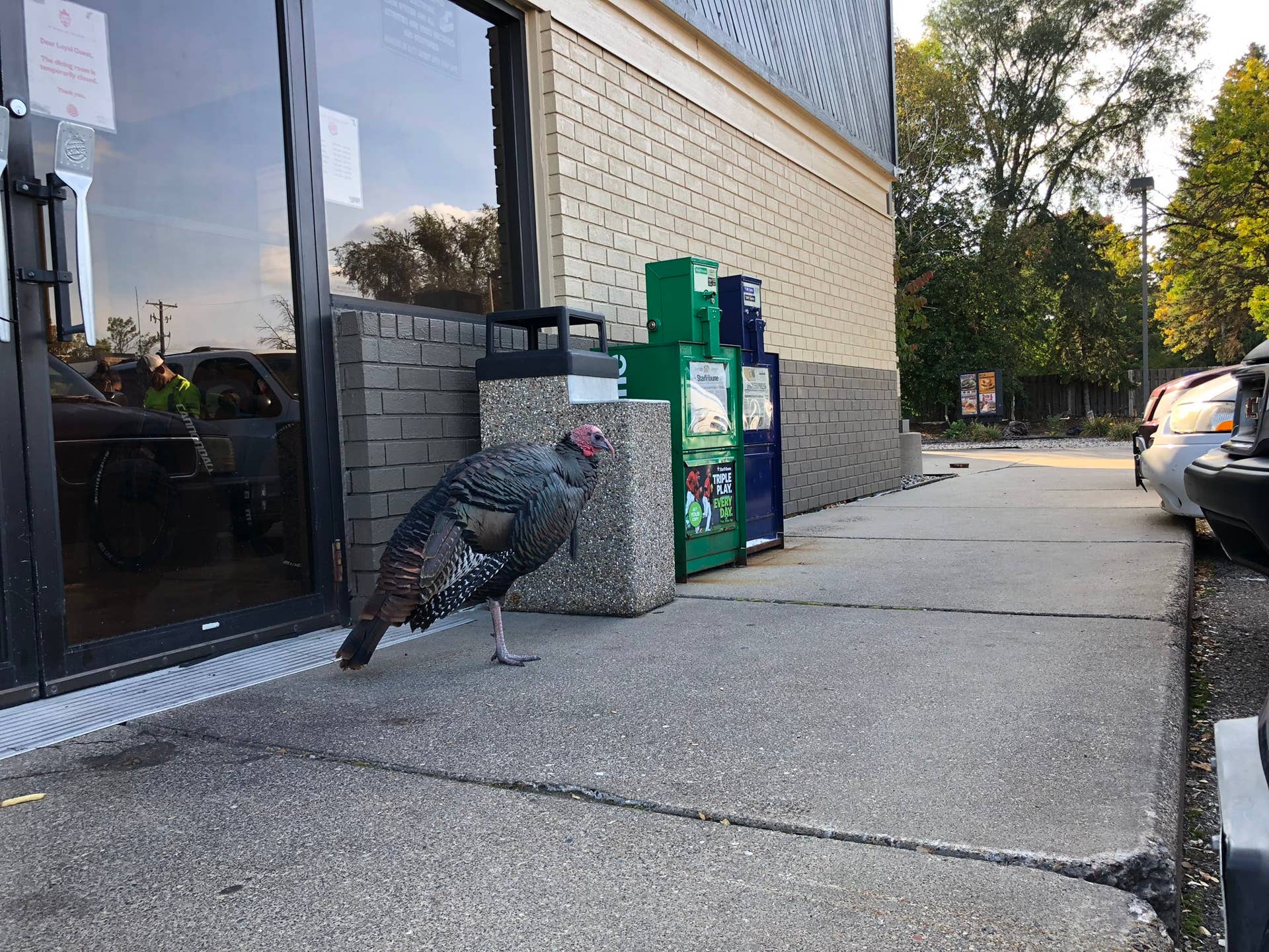 Minnesota DNR shoots Bloomington mainstay Penny the turkey - Bring Me ...