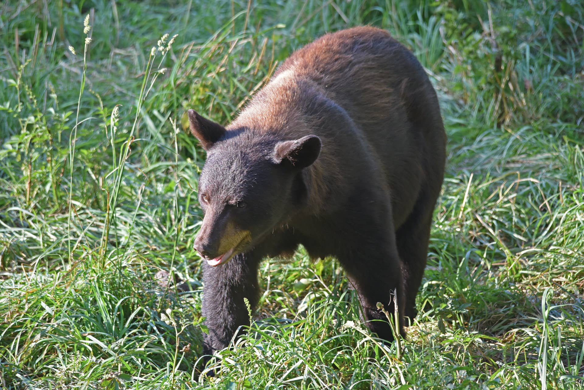 Wisconsin DNR calls off search for black bear that mauled woman - Bring ...