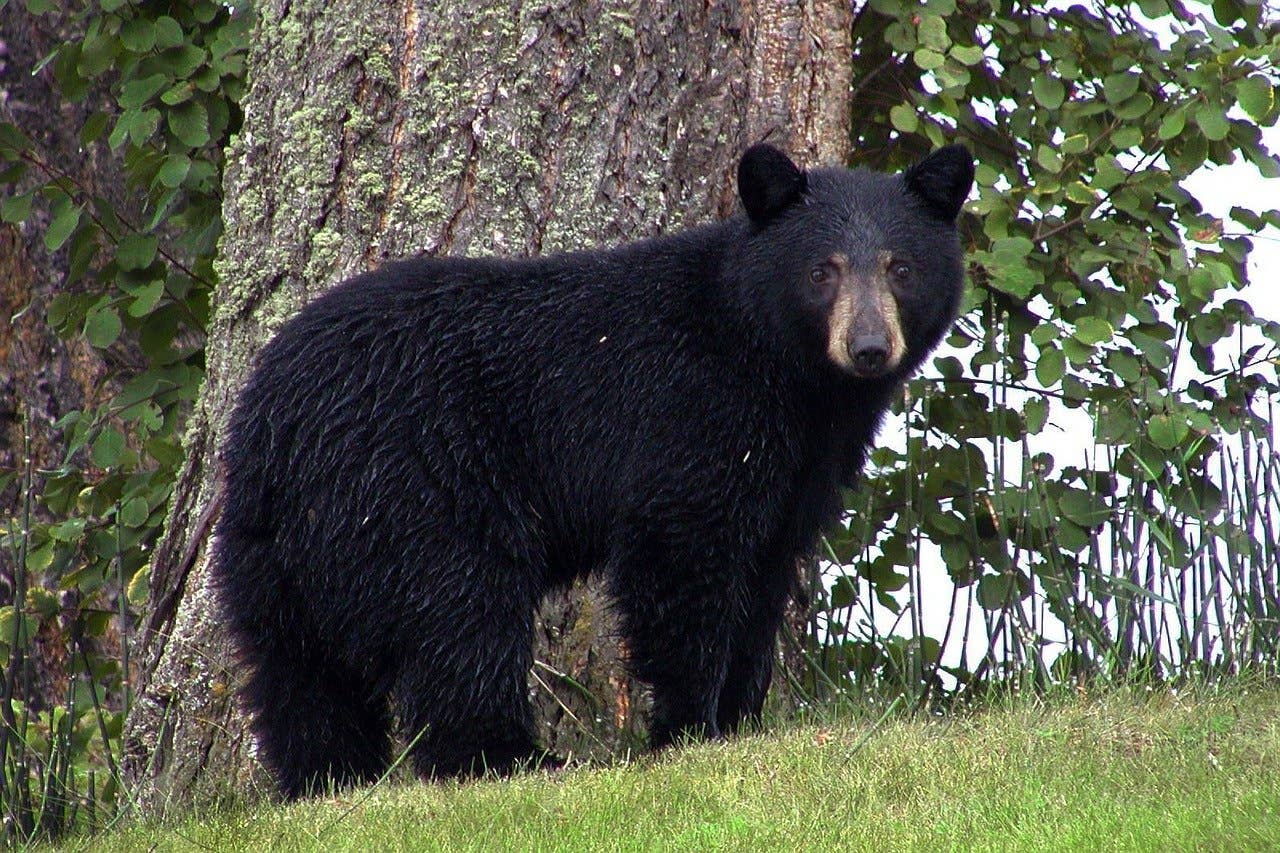 Black Bear MN - Bring Me The News