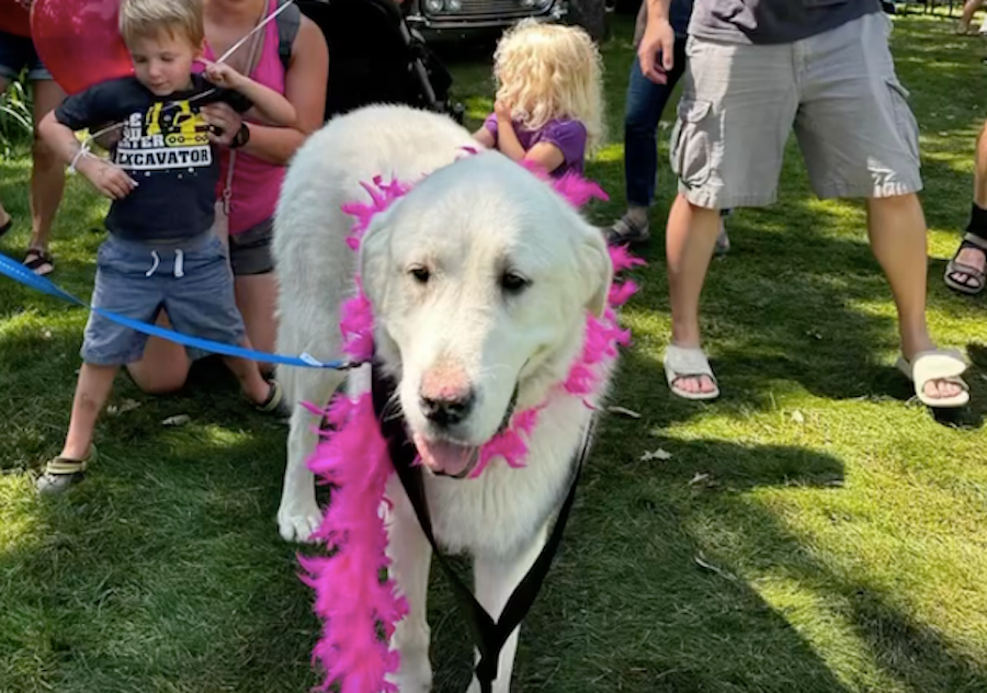 Democracy going to the dogs: Great Pyrenees elected mayor of MN town ...