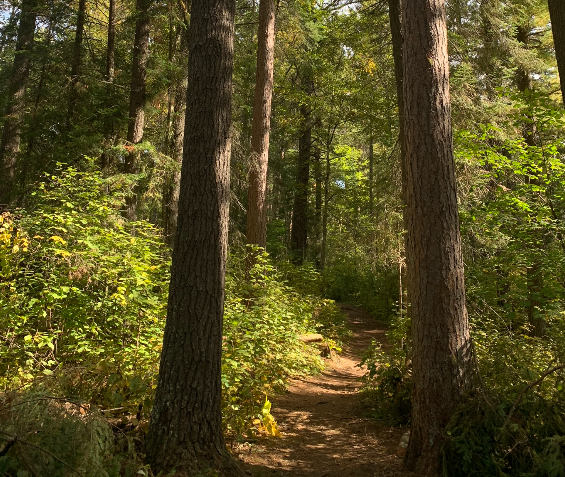 Two rare old-growth forests become Minnesota's first to join national ...