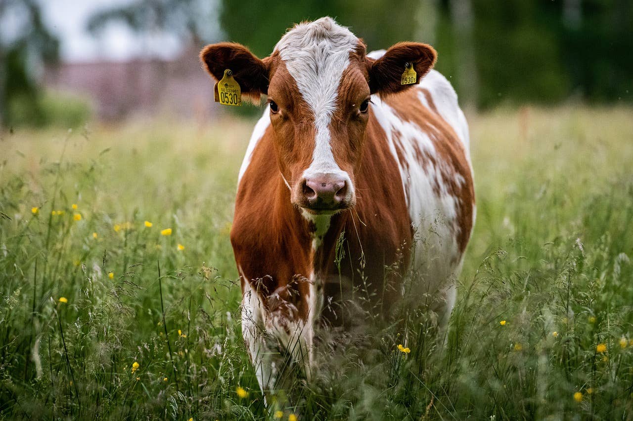 Driver seriously injured after hitting cows, rolling truck - Bring Me ...