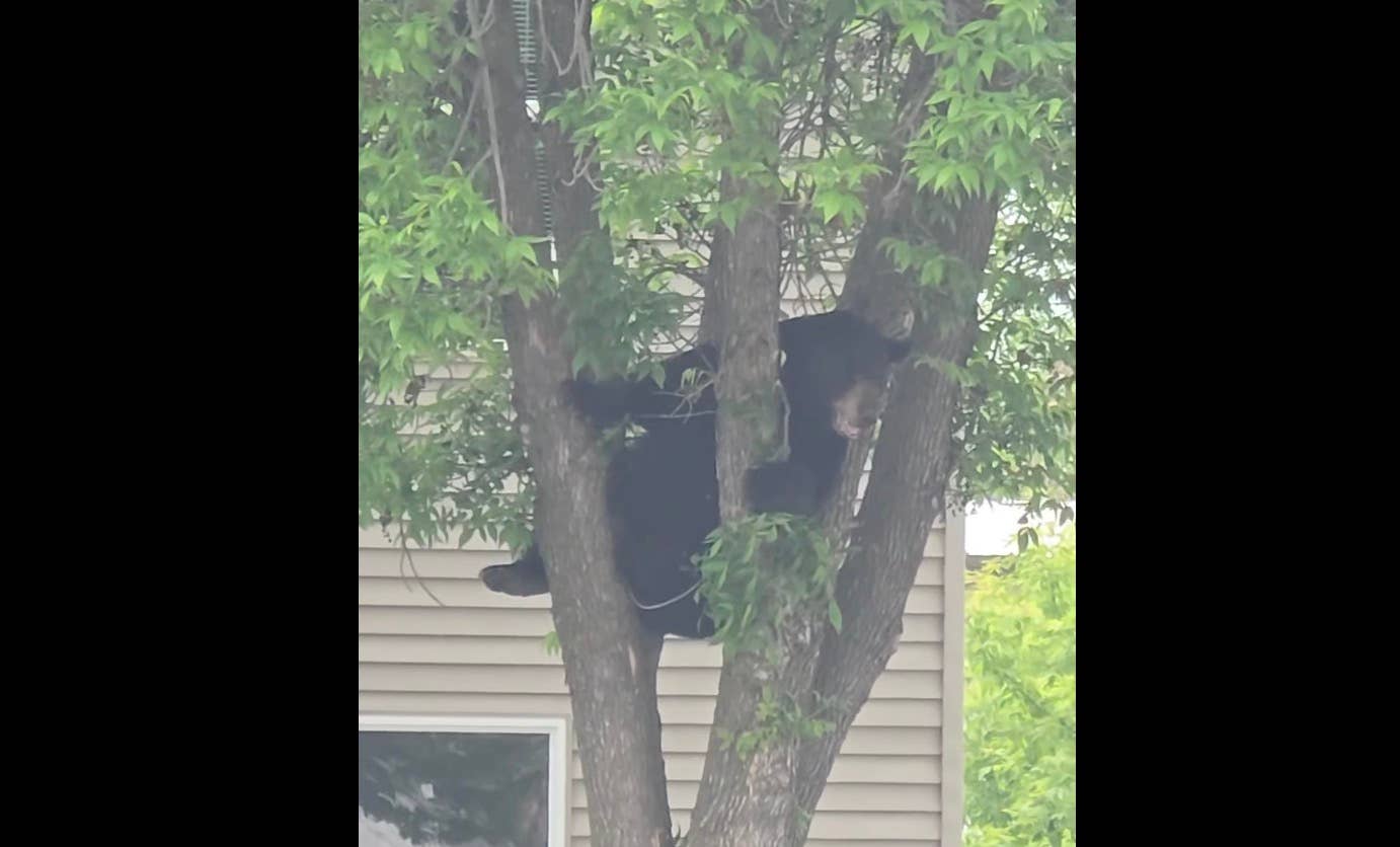 Thief River Falls MN - Bring Me The News