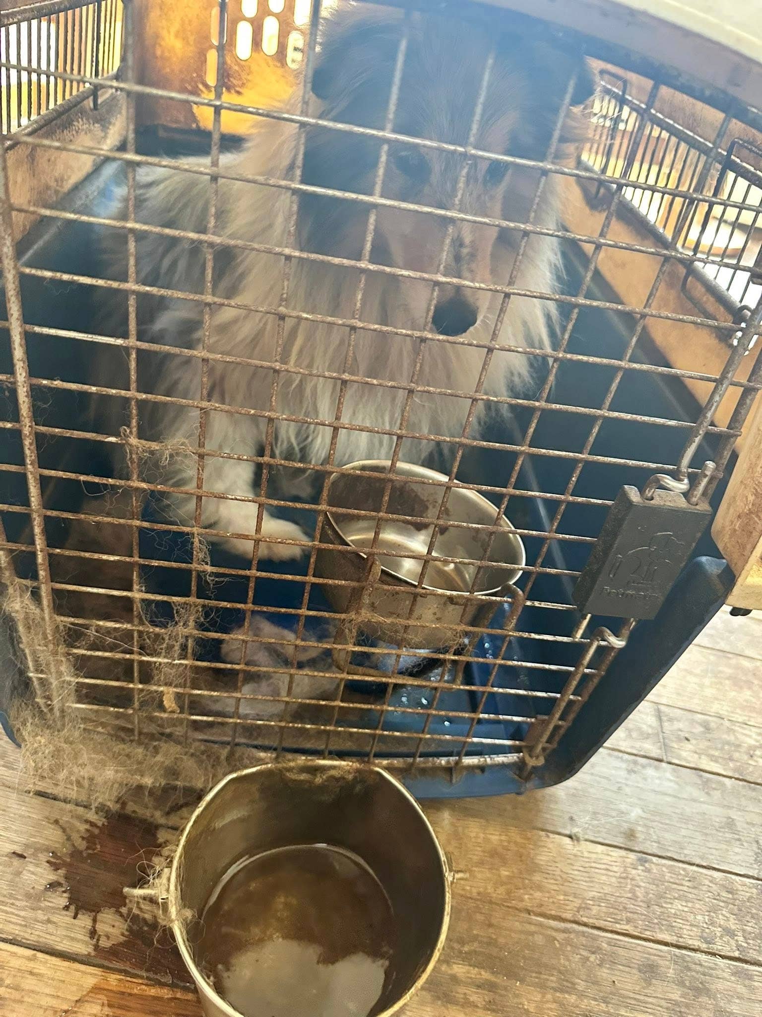 27 sheepdogs rescued from 'hoarding situation' in Washington County ...