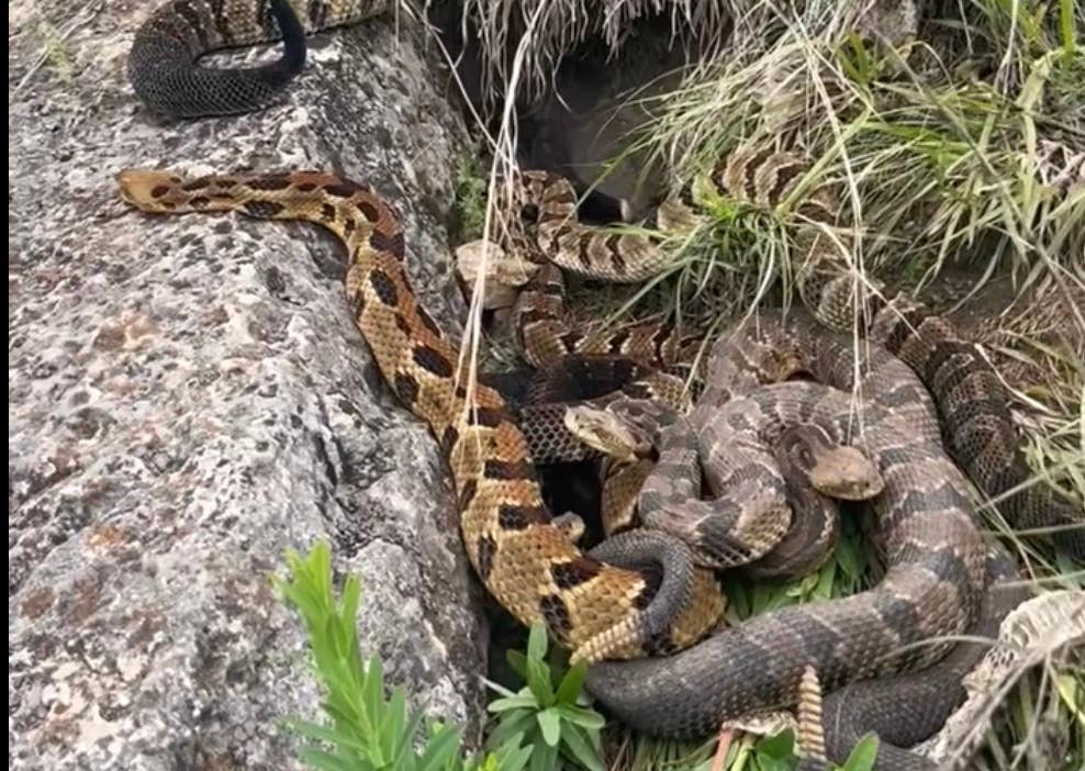 Watch: DNR staff find den of timber rattlesnakes in Minnesota - Bring ...
