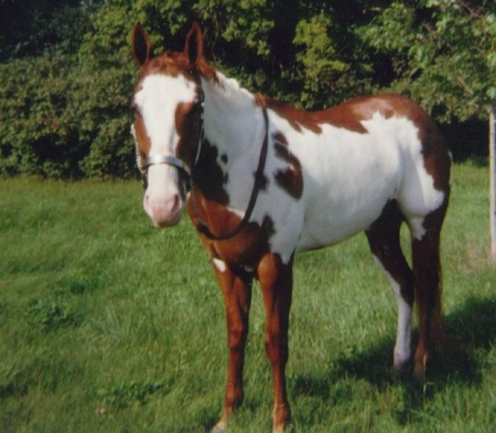 'Horses don't just disappear': Reward offered for 33-year-old ...