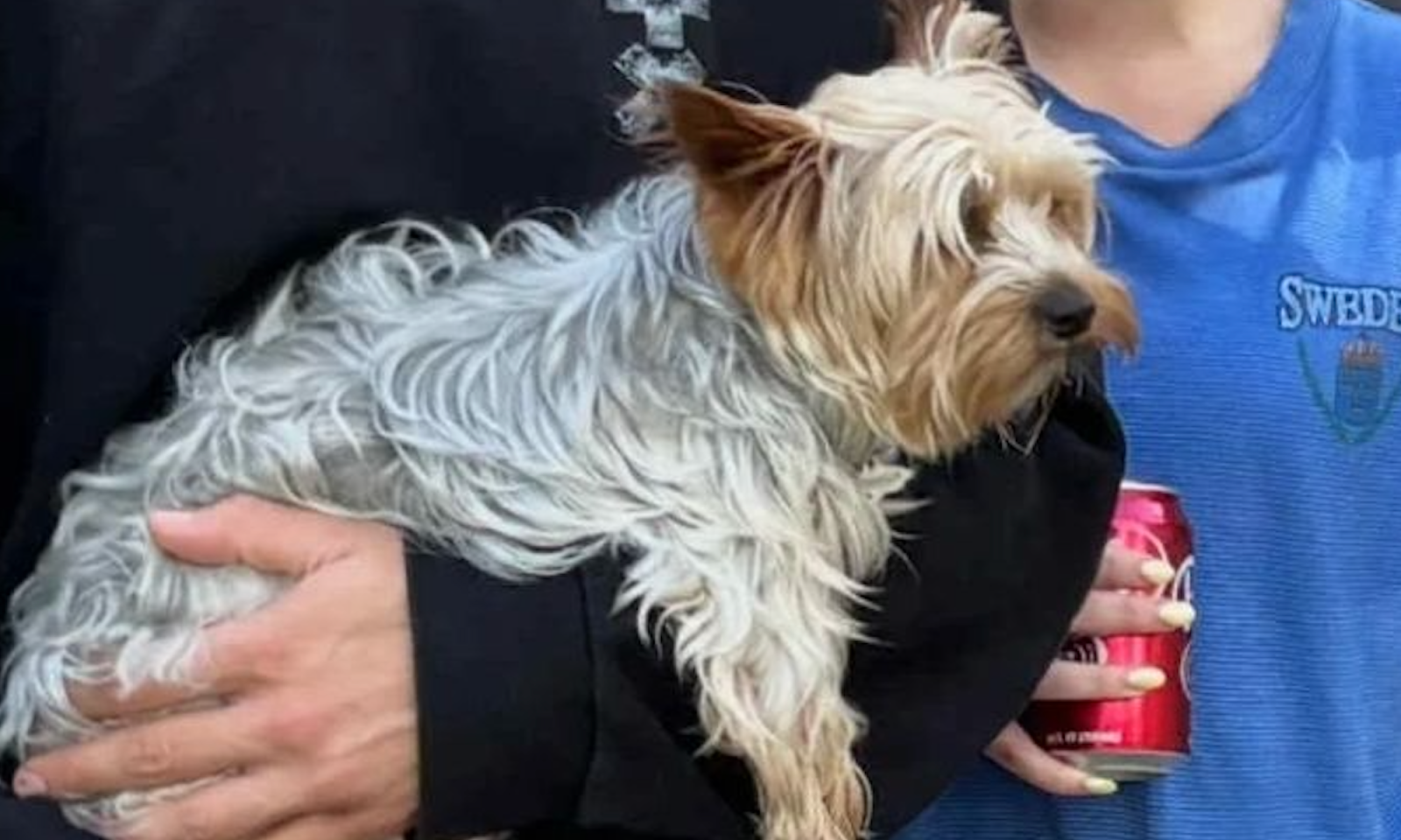 Dog reported missing after Aitkin County plane crash reunited with ...