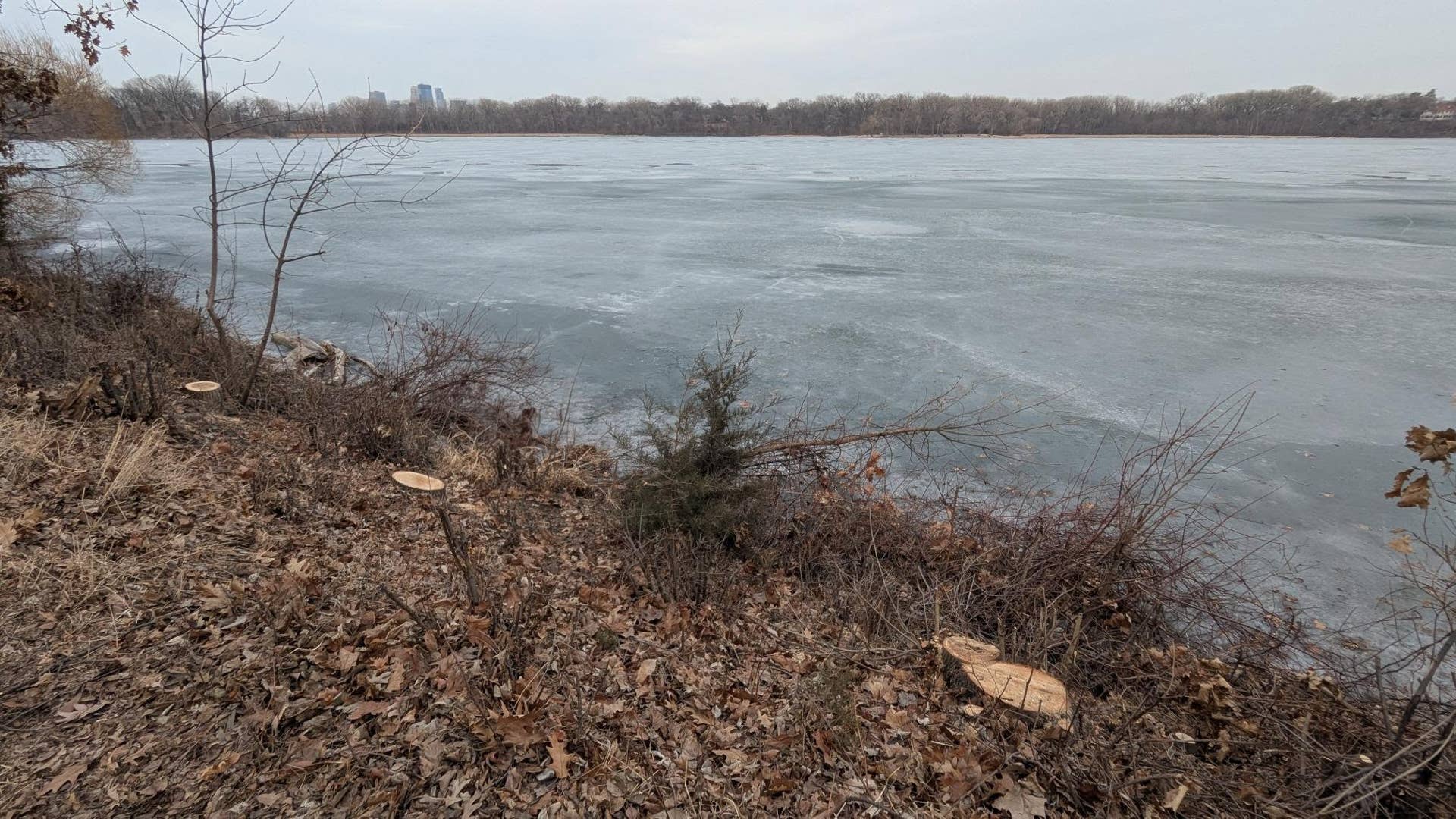 Tips sought after decades-old trees illegally cut down in Minneapolis ...