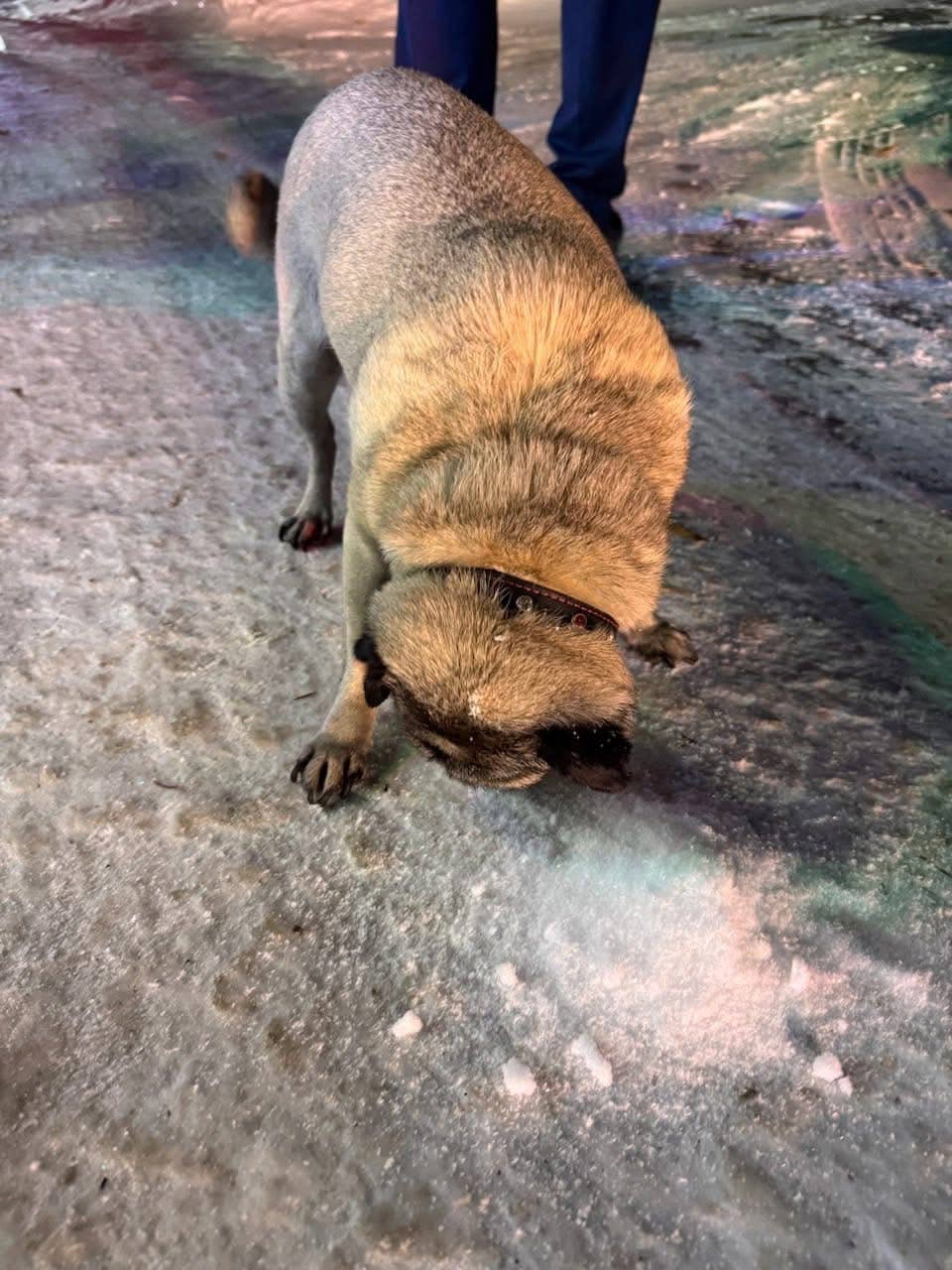 Warning for pet owners after pug rescued from dramatic fire in Coon ...