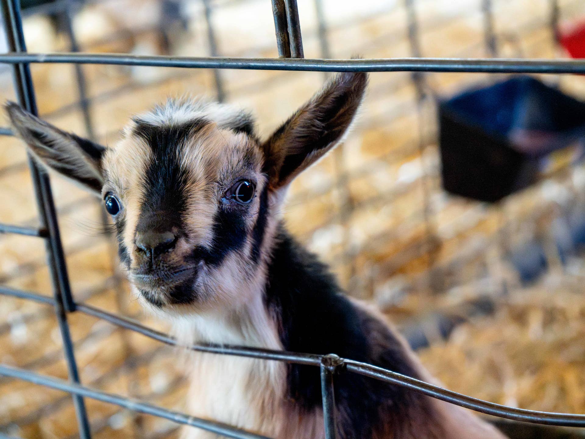 Farm Babies is returning to the MN Zoo, with miniature cows and an ...