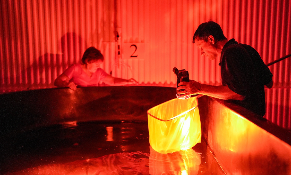 Minnesota shrimp farmers facing crisis after back-to-back setbacks ...