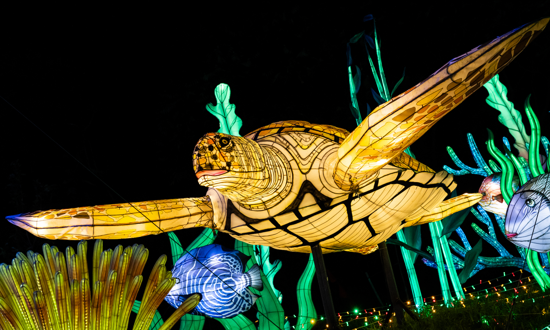 Minnesota Zoo unveils new 'Wanderlight Trail' nighttime attraction ...