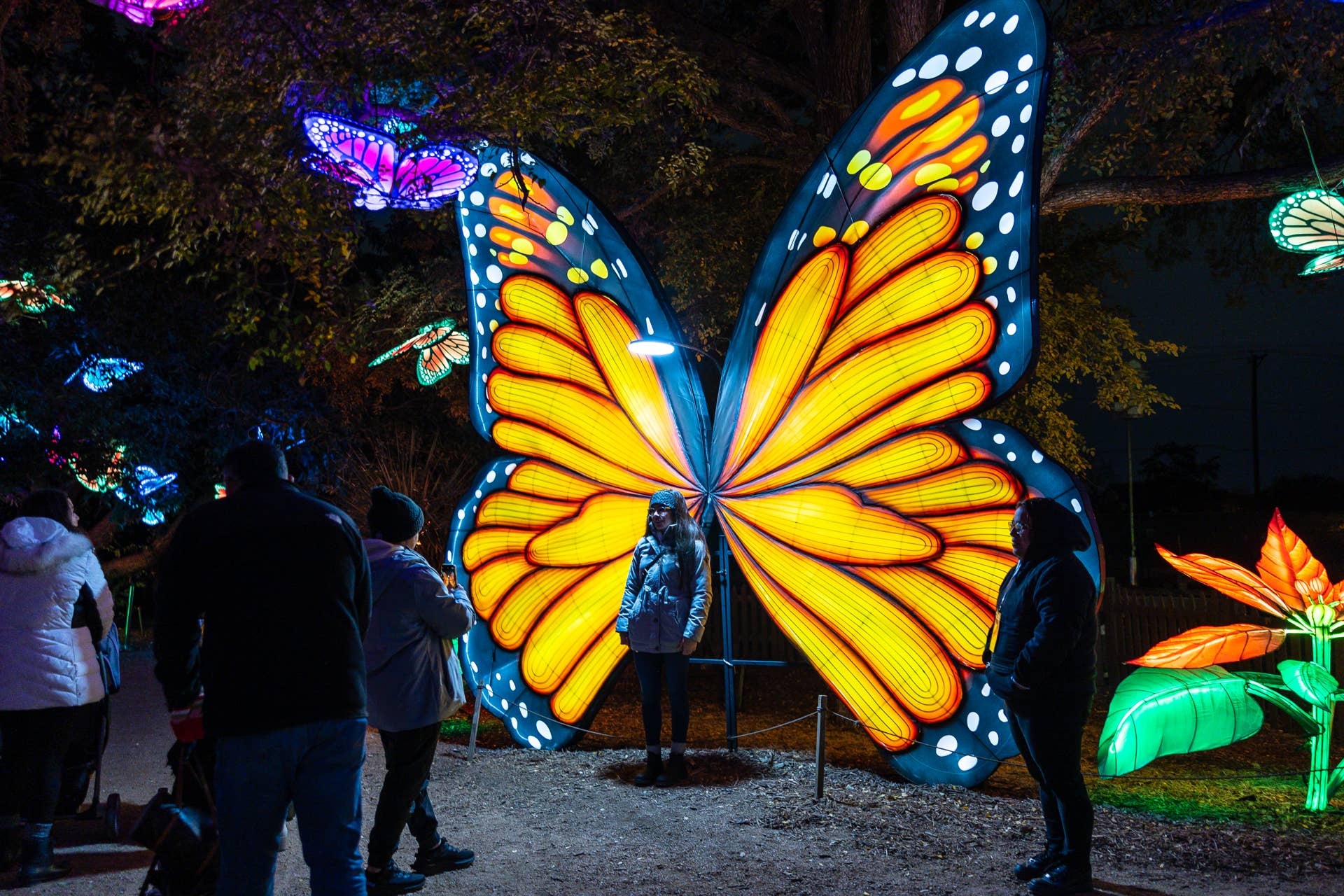 Minnesota Zoo unveils new 'Wanderlight Trail' nighttime attraction ...