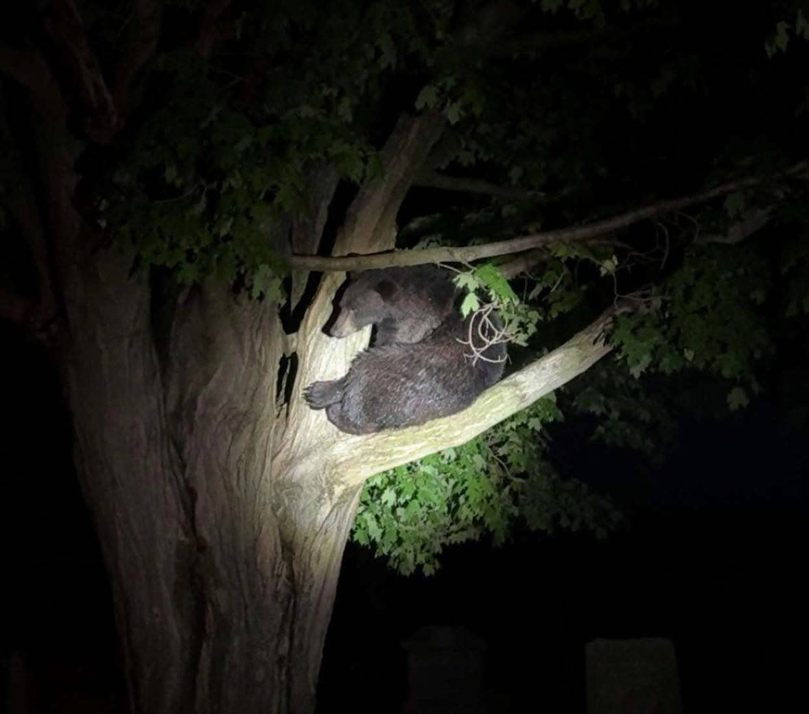 Wandering bear that stole Minnesota town's heart fatally struck by ...