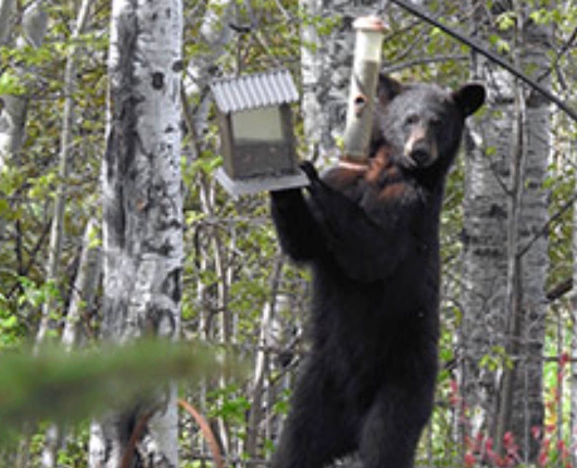 Watch: Black bears visit Elk River yard to snack on bird feeder - Bring ...