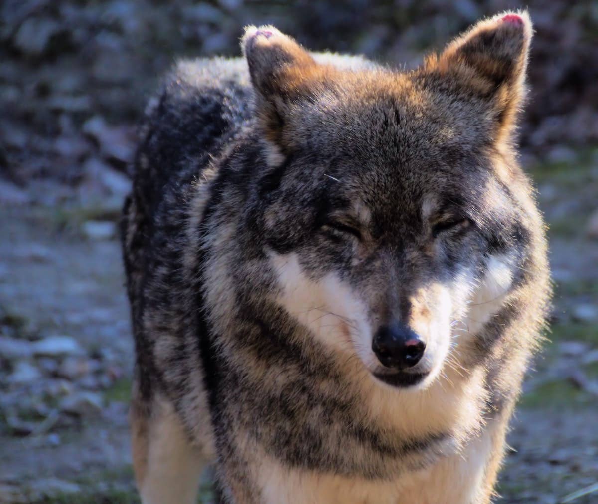 How restored protections for gray wolves affects Wisconsin wolf hunting ...