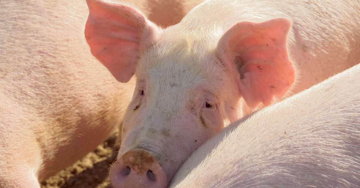 2,500 hogs die in southern Minnesota barn fire - Bring Me The News