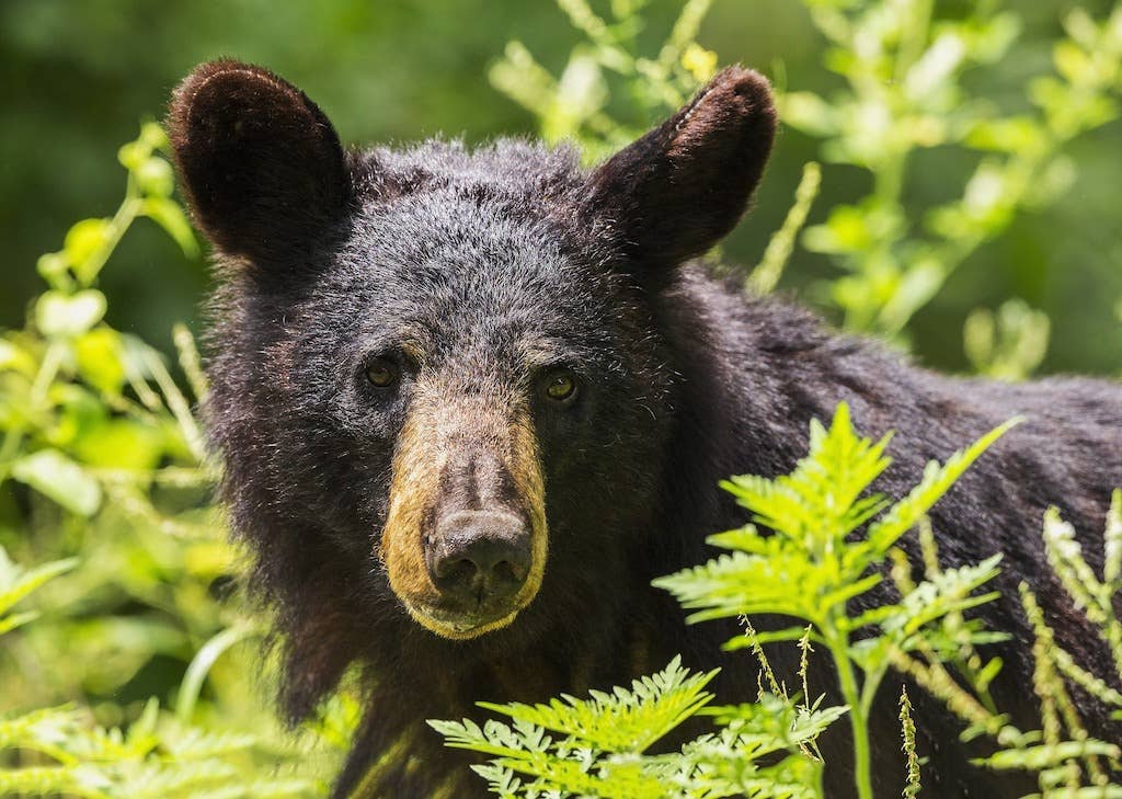 CDC confirms undercooked bear meat caused brain worm outbreak in 6 ...