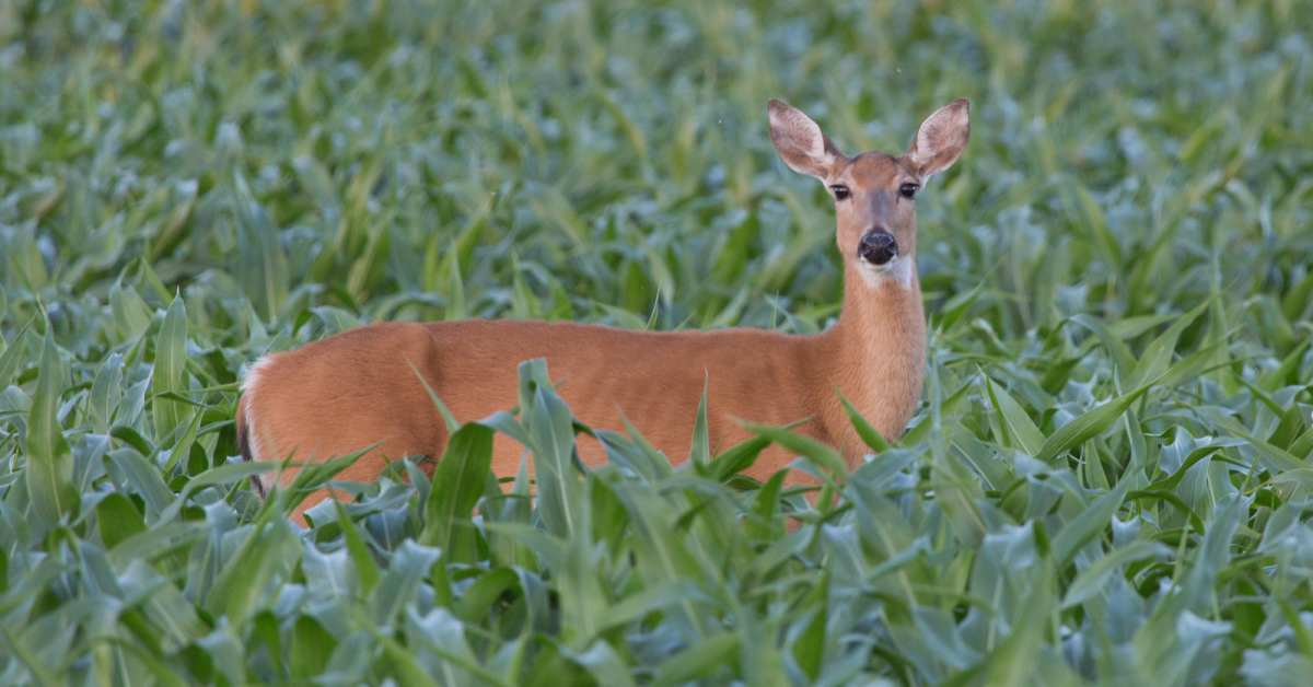 DNR adds 8 Minnesota counties to deer feeding and attractants ban list ...