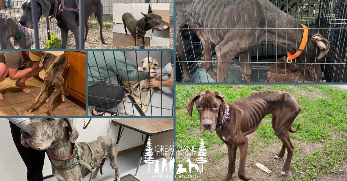 Emaciated Great Danes rescued after being found living in minivan ...