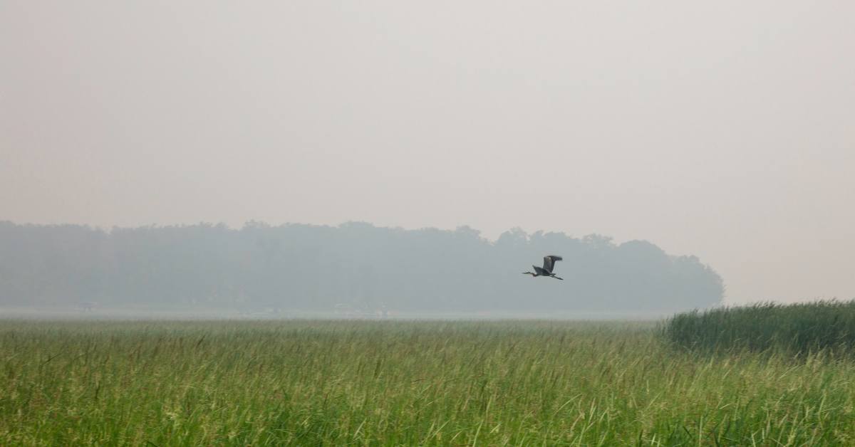 Canada wildfires spark record-smashing smoke levels in Minnesota air ...