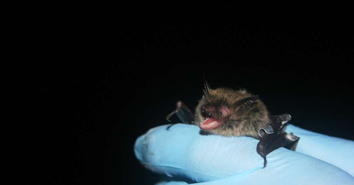 Minnesota reports rare human death from rabies, issues bat warning ...