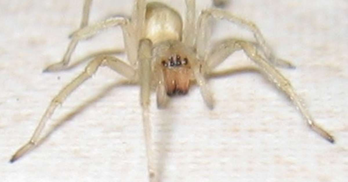 Wisconsin school reopens after spiders bit teacher, student - Bring Me ...