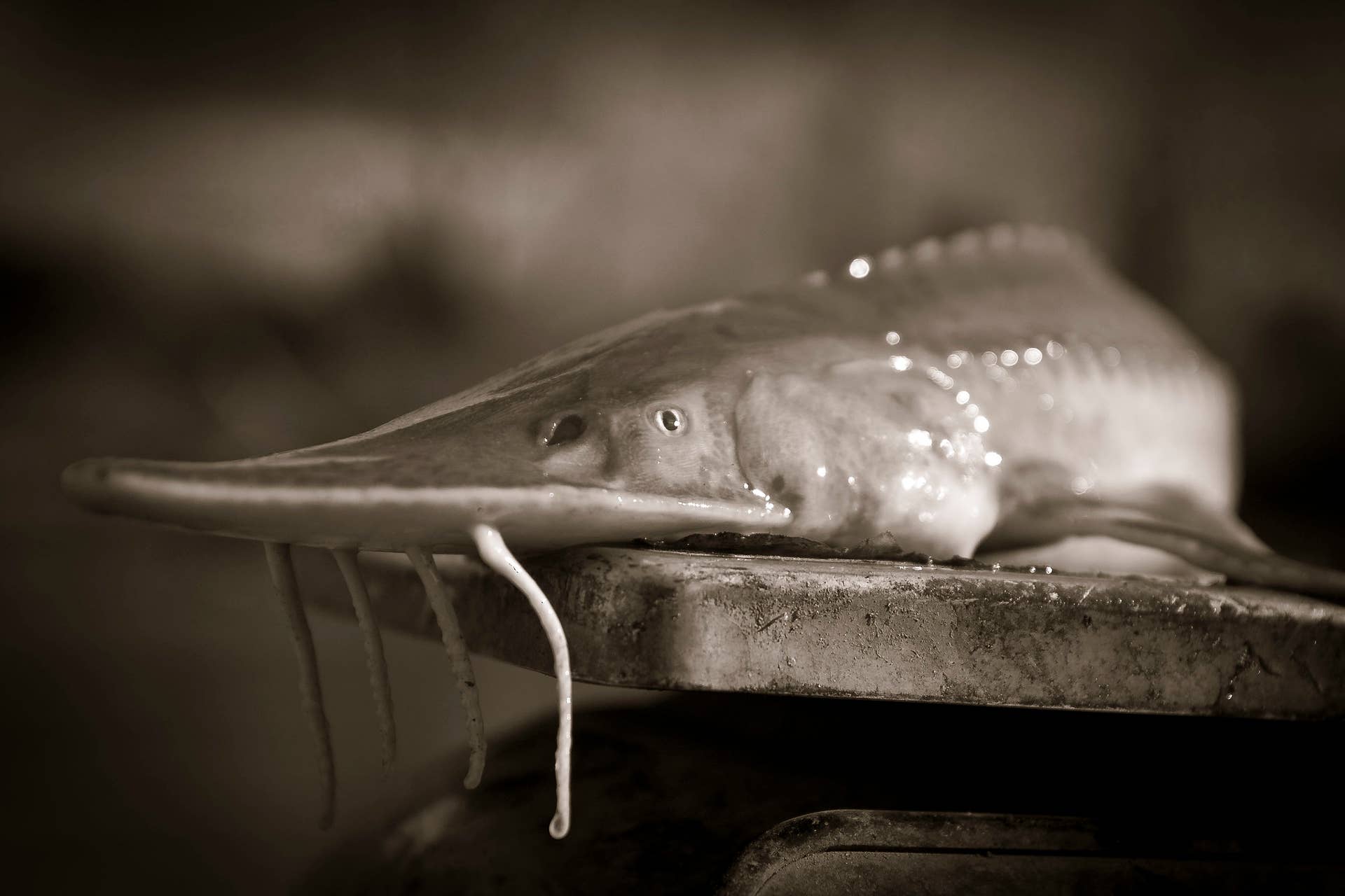 Six people convicted for poaching shovelnose sturgeon in MN, WI joint ...