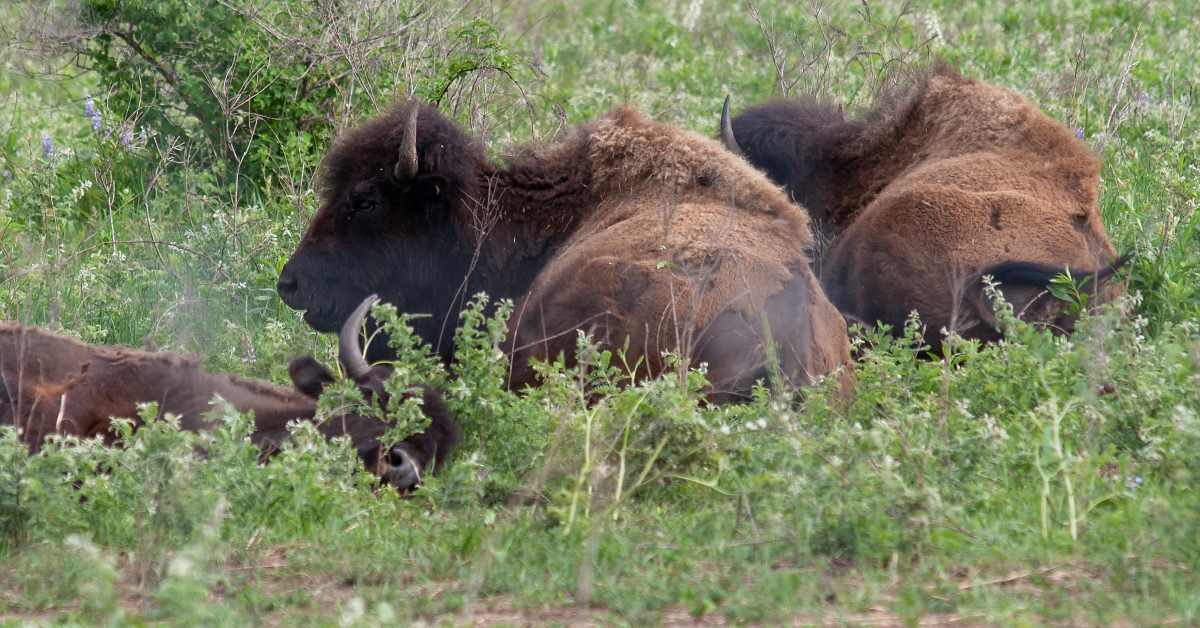 Dakota County celebrates return of American plains bison to native land ...