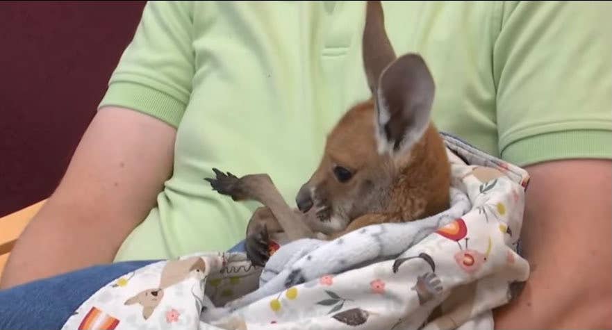 With kangaroo at public hearing, Burnsville Center petting zoo plan ...