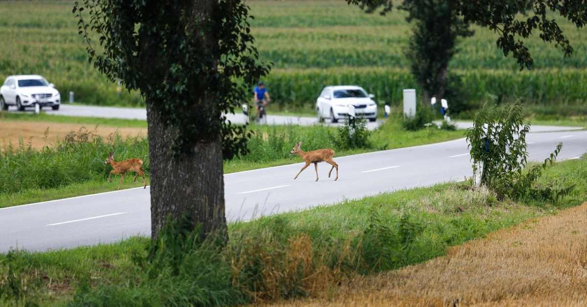 Two airlifted after motorcycle collides with deer in Otter Tail County ...