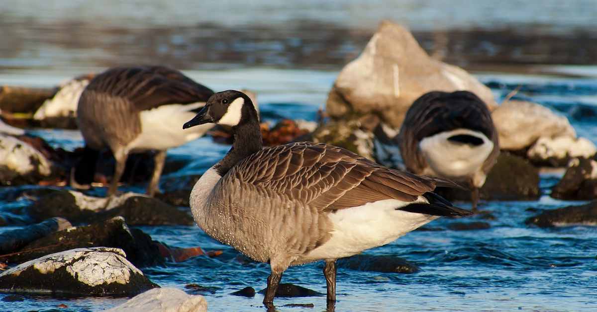 More than 100 geese, ducks found dead on partially frozen MN lake ...