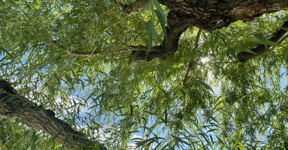 Minneapolis launches lottery offering residents chance to buy trees for ...