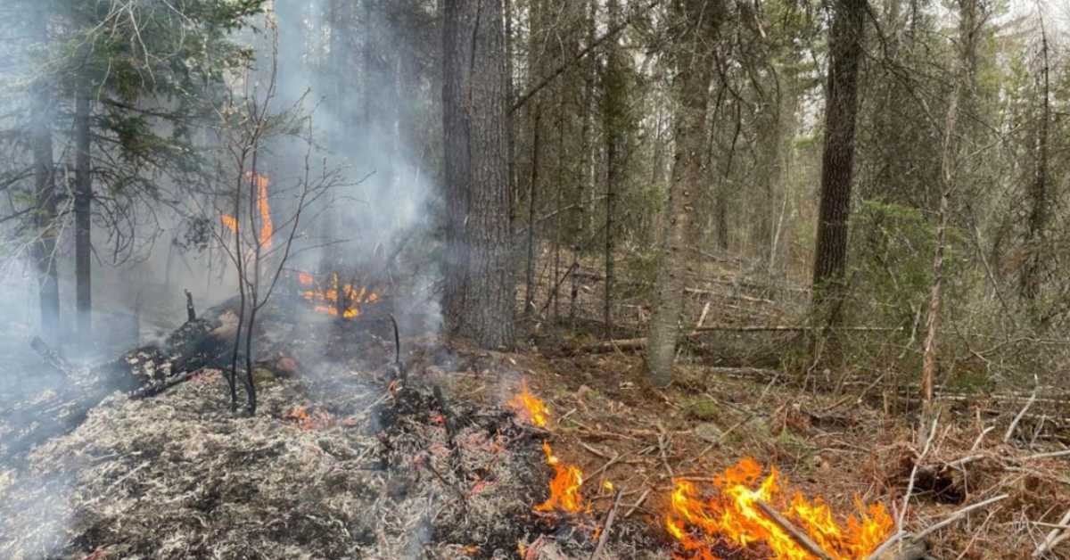 Wildfire in Superior National Forest now 75% contained after weather ...