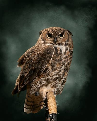 The Raptor Center mourns one of their oldest great horned owls - Bring ...
