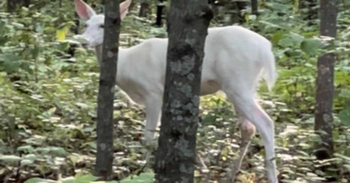 Rare albino deer spotted near Mille Lacs Lake - Bring Me The News