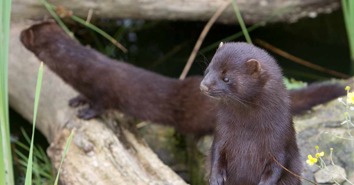 Activists release thousands of minks from western Wisconsin fur farm ...