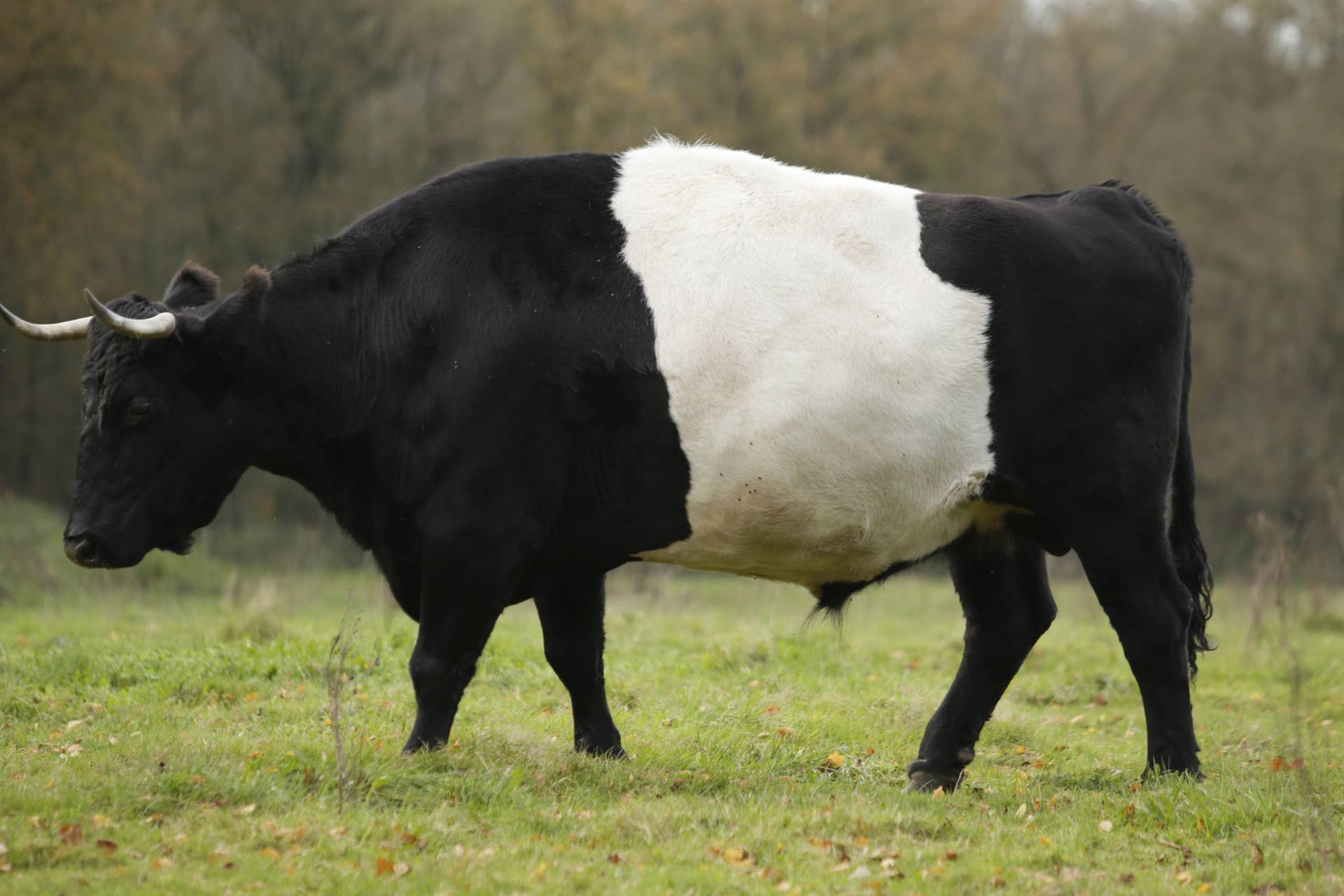 Man, 64, killed in bull attack on Minnesota farm identified - Bring Me ...
