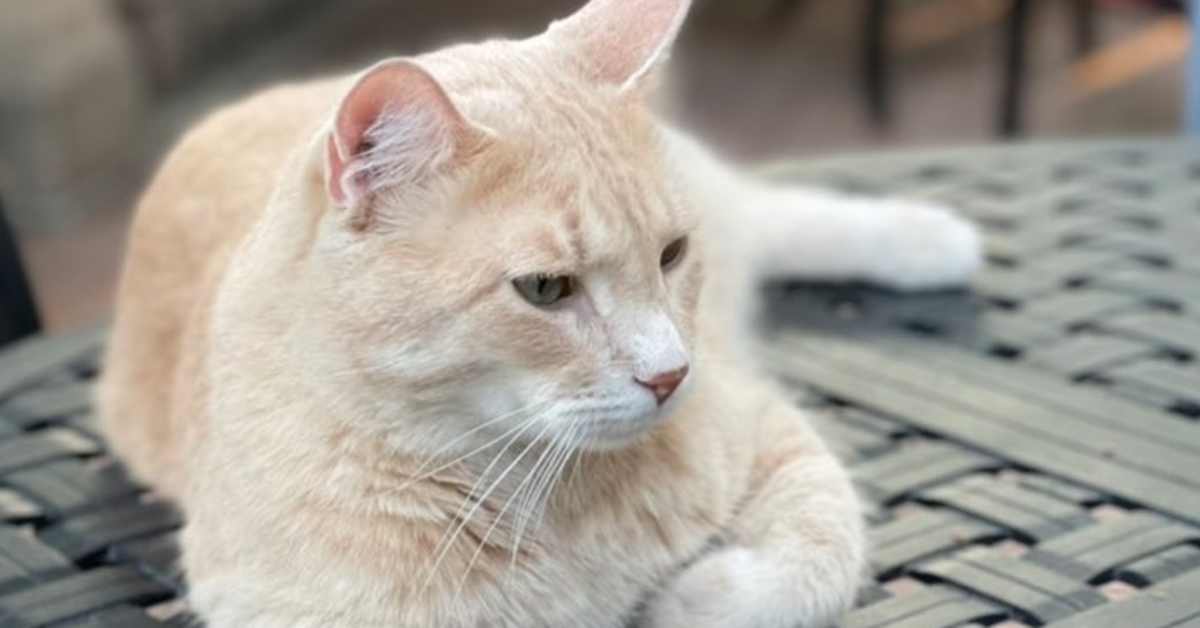Minnesota’s first cat is missing - Bring Me The News