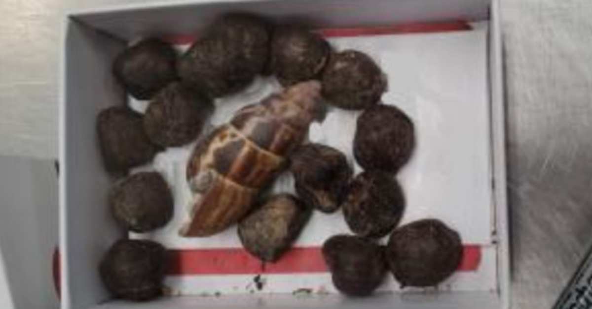 Box of giraffe poop seized at Minneapolis-St. Paul International ...