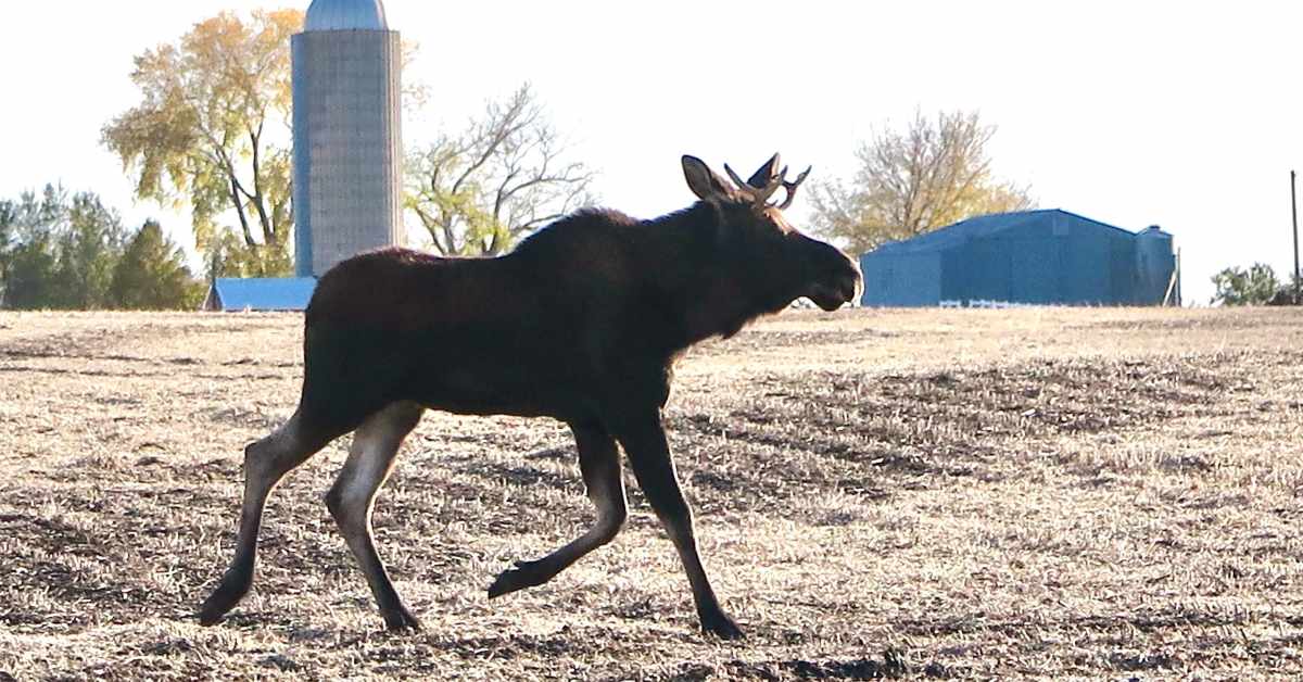 A Minnesota 'Moose on the Loose' captures imaginations on Facebook ...