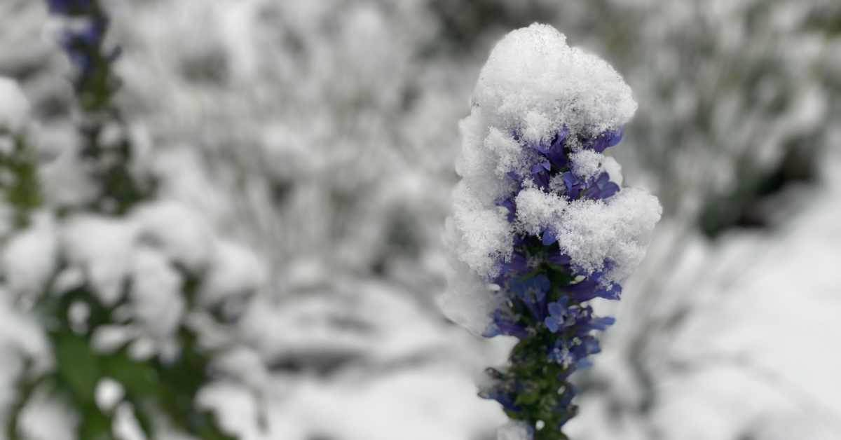 Twin Cities in milder climate zone on new USDA plant hardiness map ...