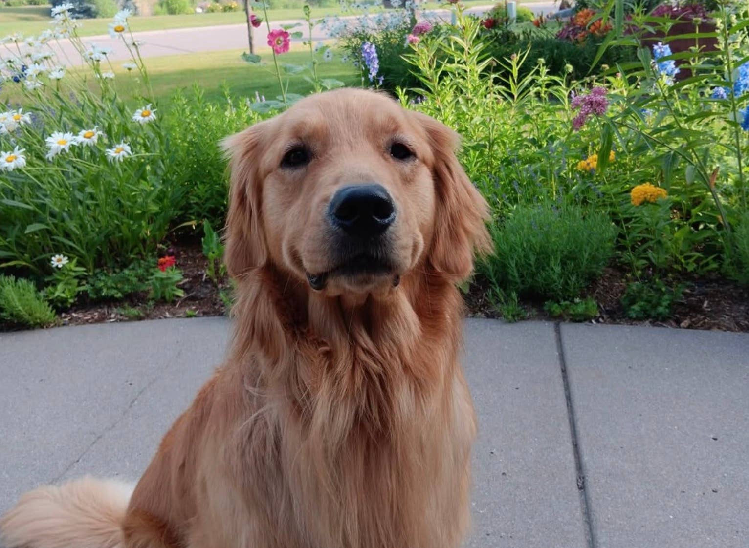The Hortmans' beloved dog Gilbert also killed in Saturday shooting ...