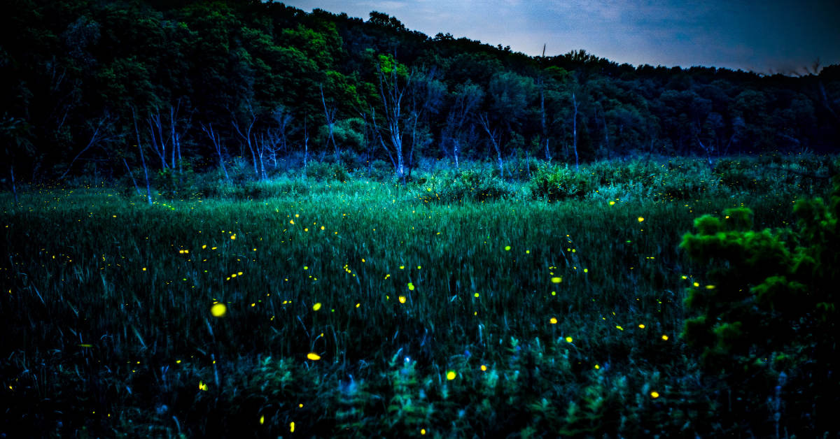 Firefly viewing parties offer unique way to see lightning bugs at the ...