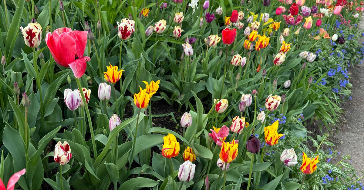 Owner of Minneapolis' beloved 'Tulip House' dies - Bring Me The News