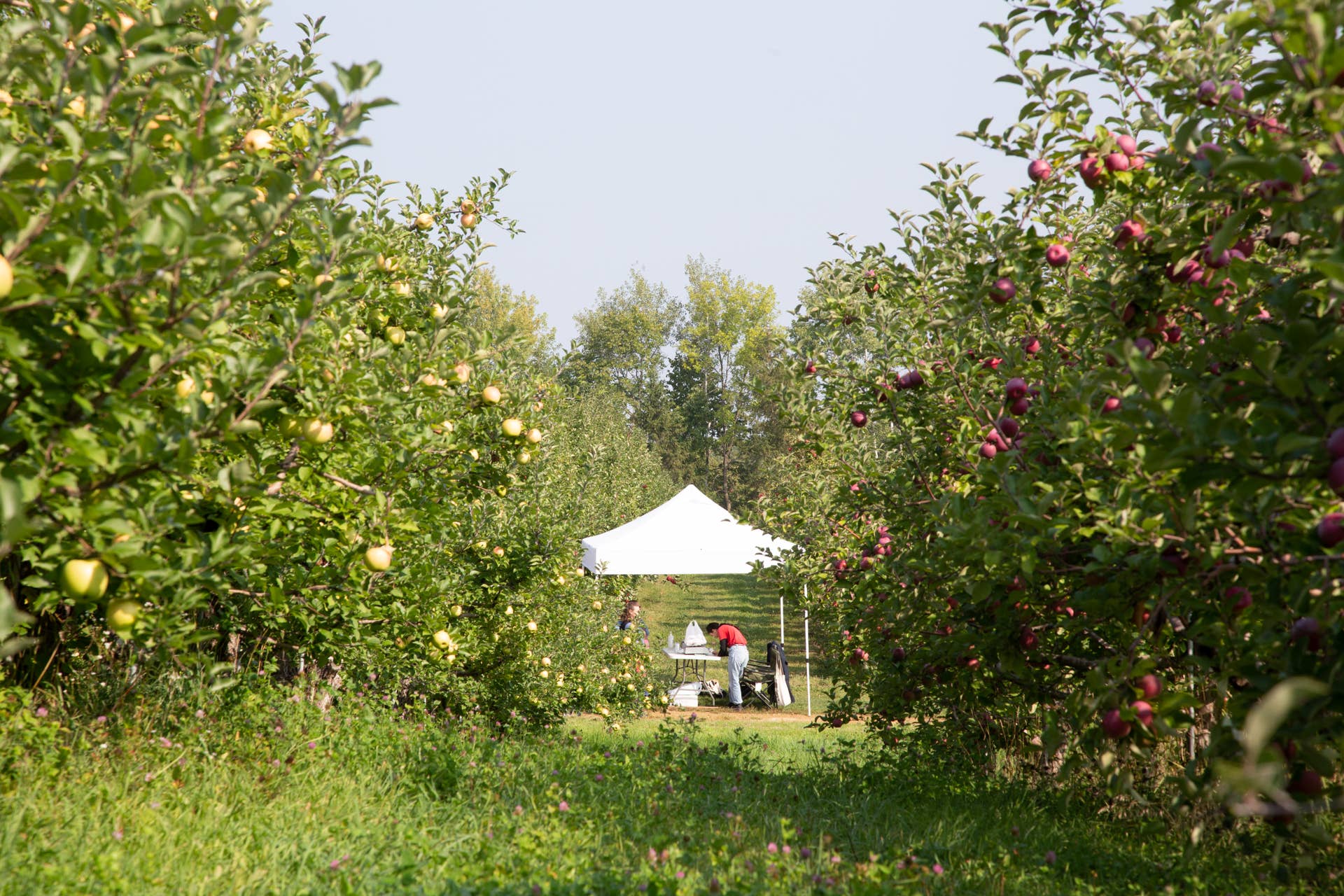 Minnesota apple orchard nominated as one of the best in the nation ...
