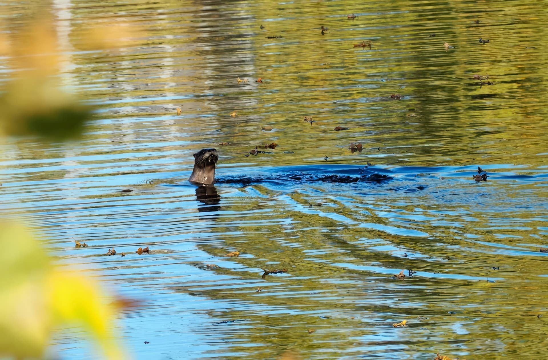 River otter family makes for unique, adorable sight in Twin Cities park ...