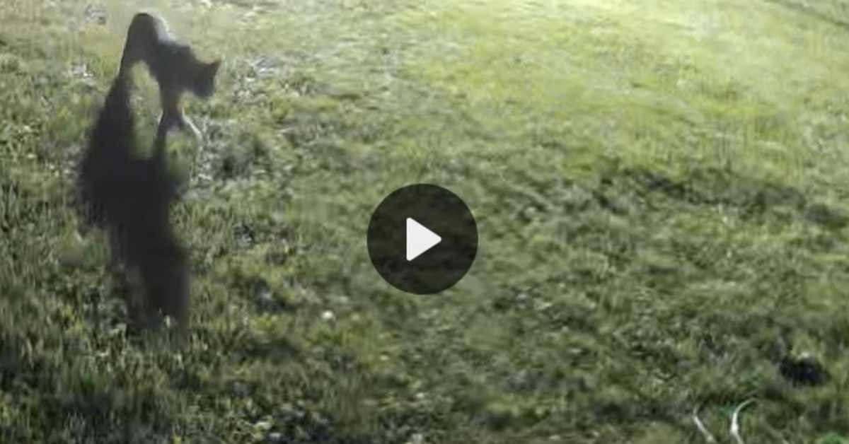 Cougar, bobcat or domestic cat? DNR weighs in on Inver Grove Heights ...